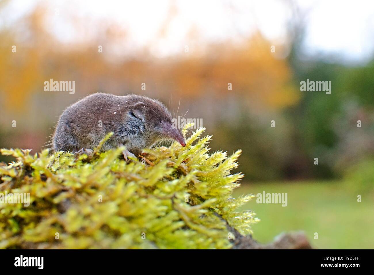Shrew mouse hi-res stock photography and images - Alamy