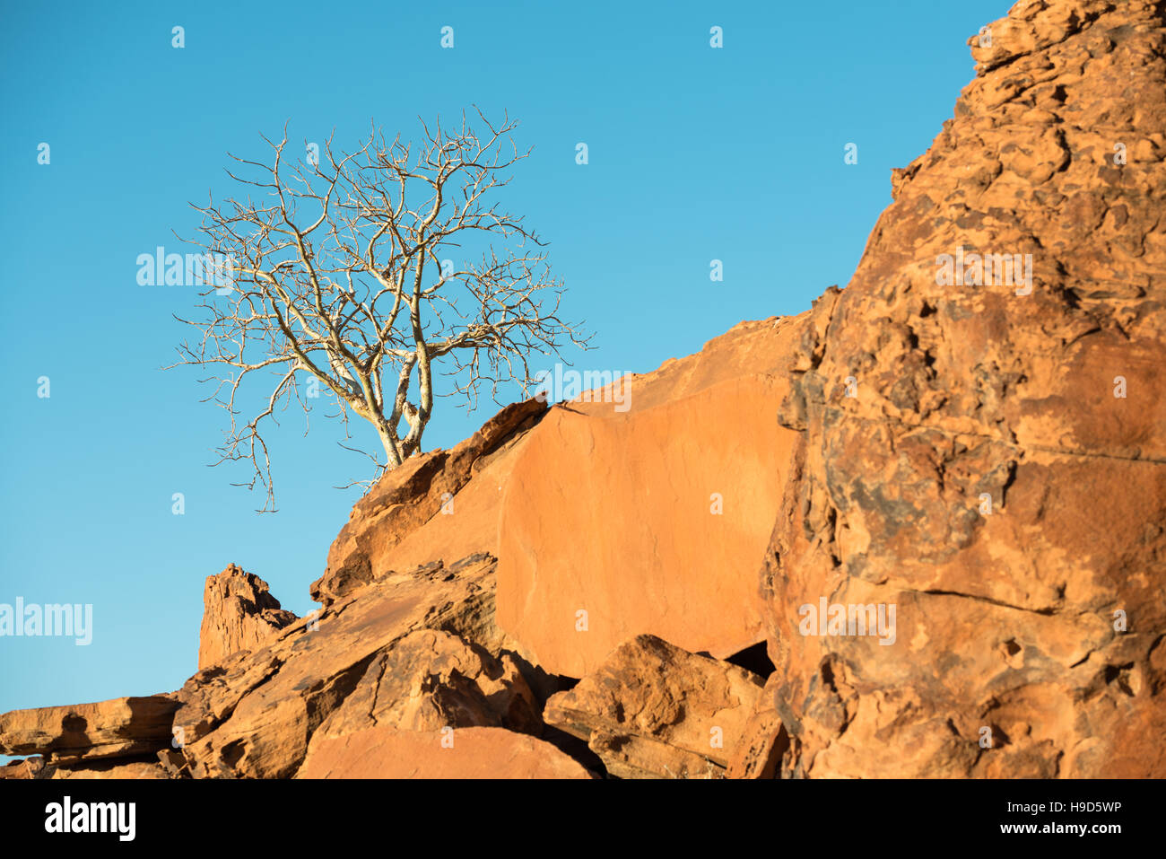 Tree growing rock blue sky background hi-res stock photography and ...