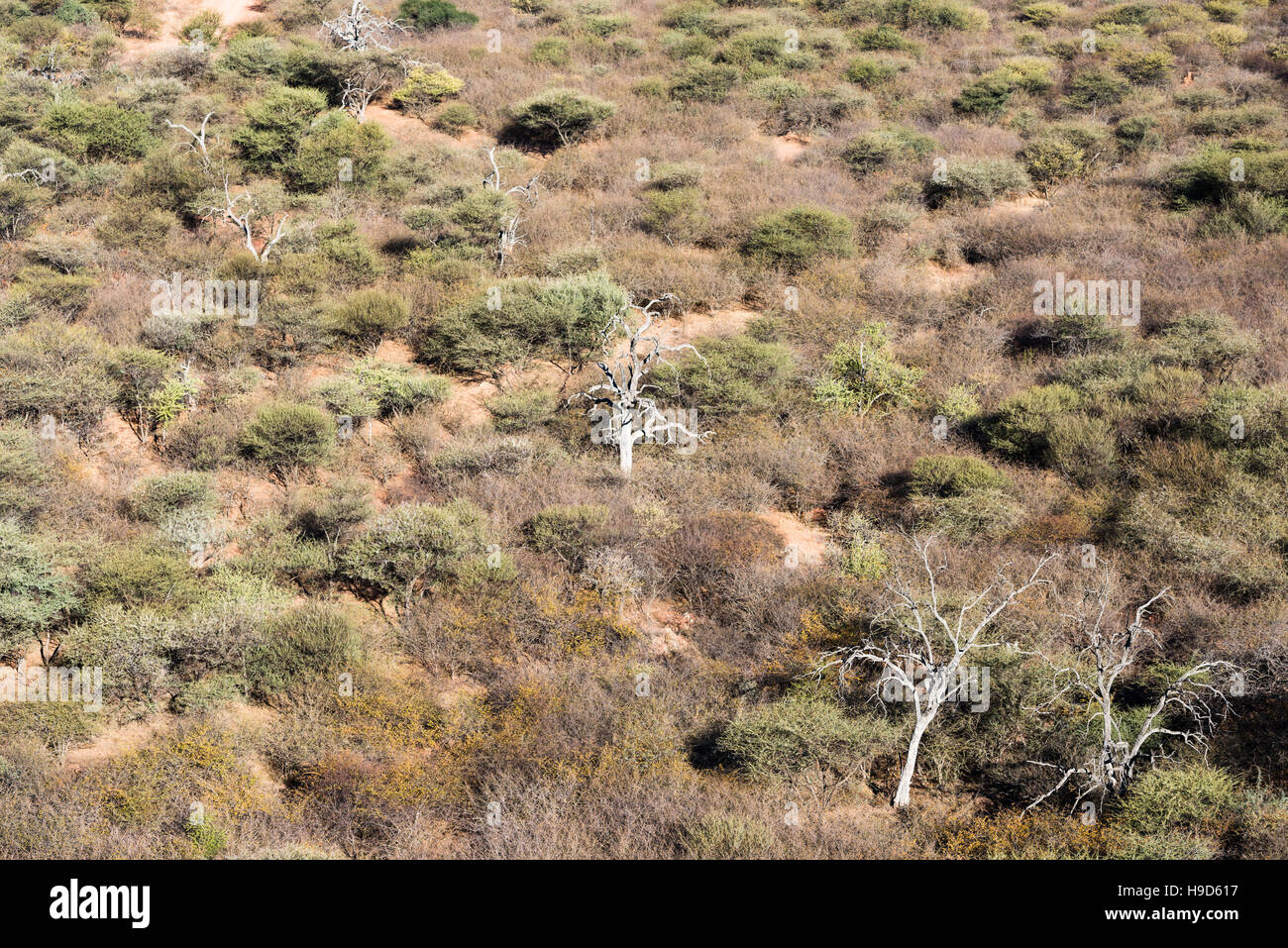 Upper view of winter savanna woodlands with dry and green trees from ...