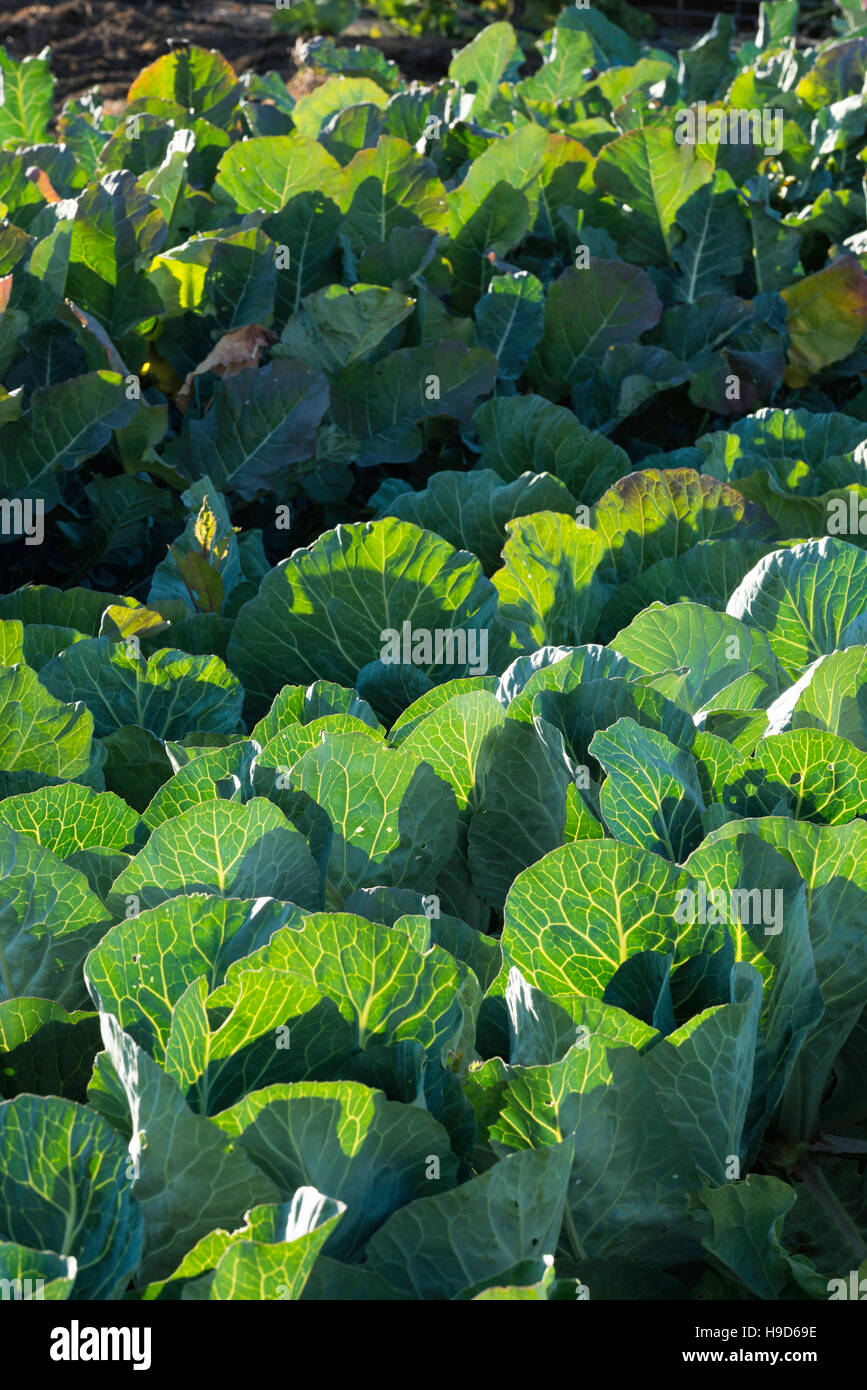 Cabbage growing in a garden in Oregon's Wallowa Valley Stock Photo - Alamy