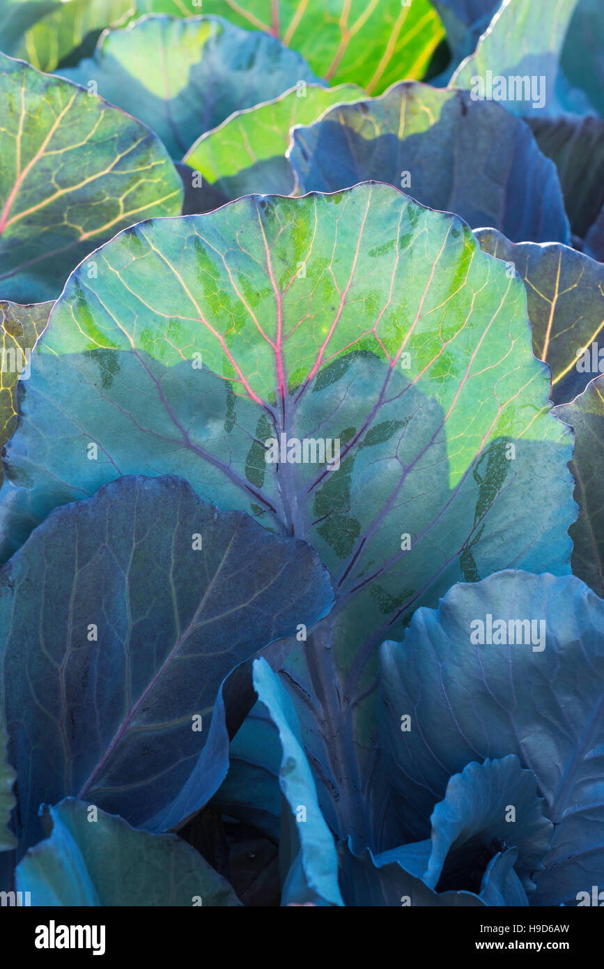 Cabbage growing in a garden in Oregon's Wallowa Valley Stock Photo - Alamy