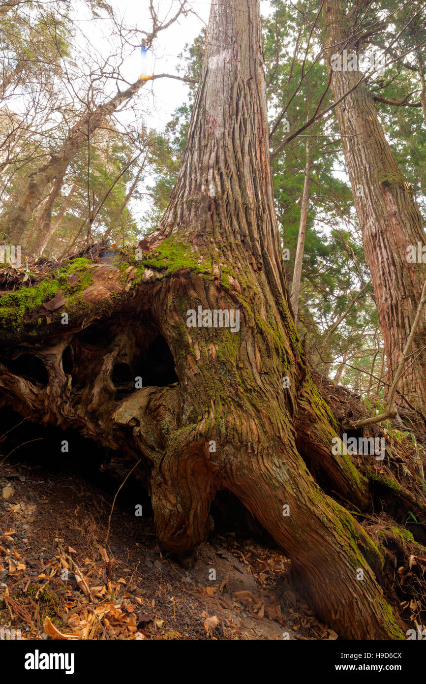 Cedar Tree Roots Stock Photos & Cedar Tree Roots Stock Images - Alamy Cedar Tree Roots Stock Photos & Cedar Tree Roots Stock Images - Alamy
