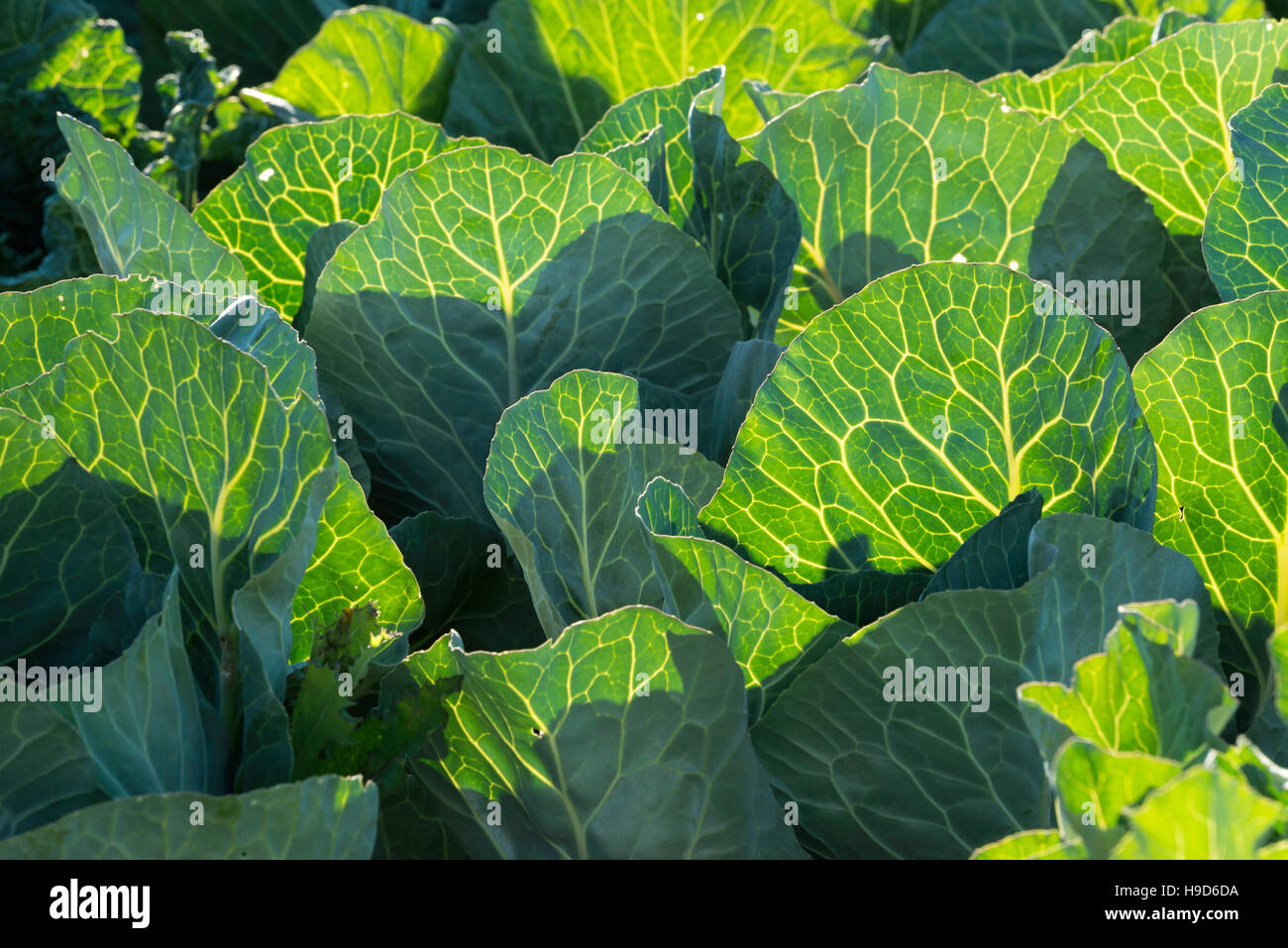 Cabbage growing in a garden in Oregon's Wallowa Valley Stock Photo - Alamy