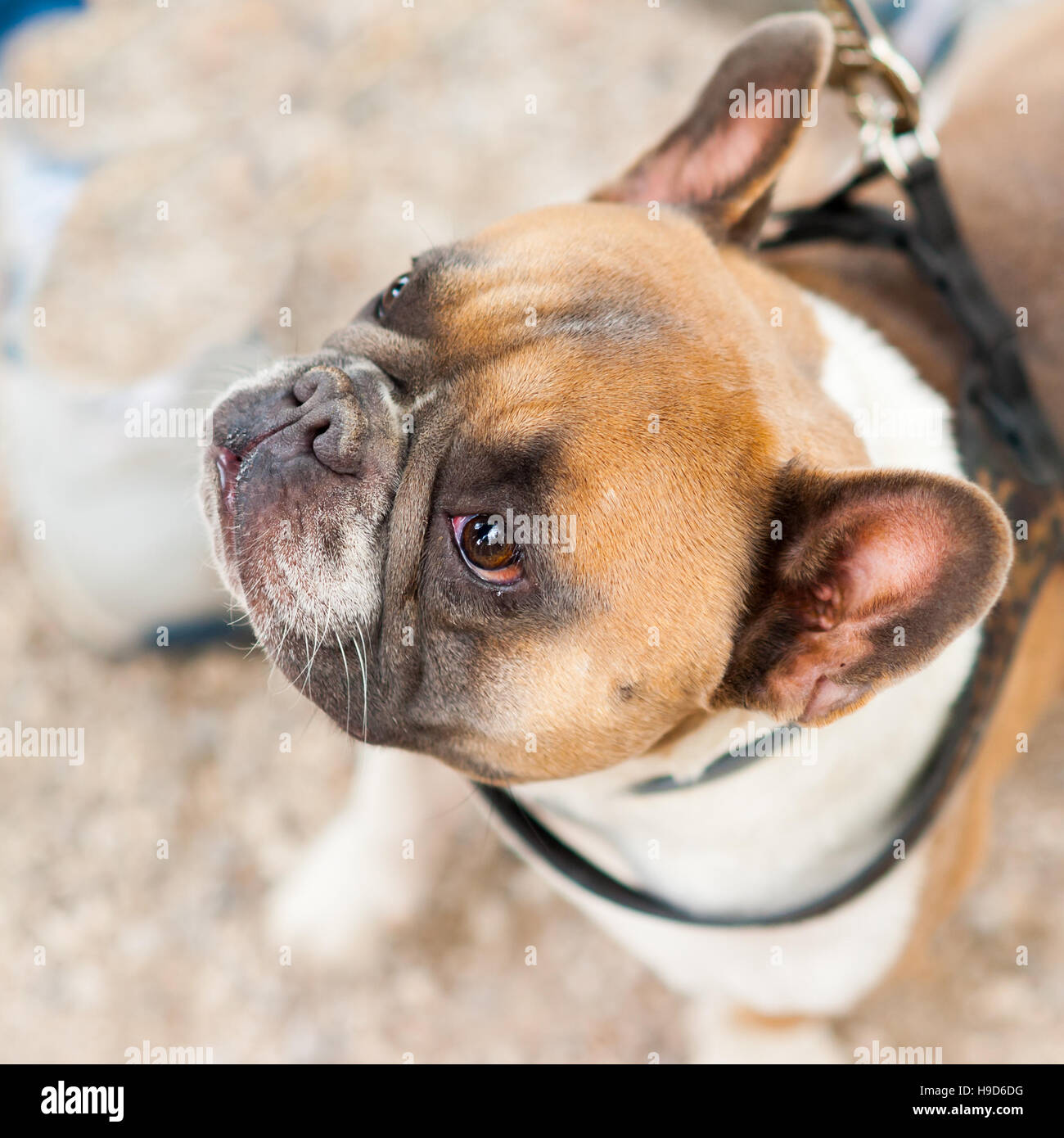 Portrait of a French bulldog that looks up Stock Photo - Alamy