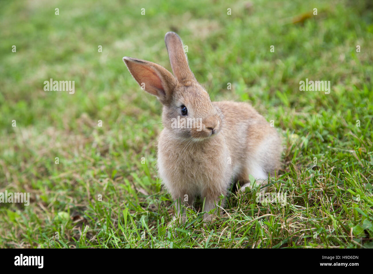 Bunny rabbit on the grass Stock Photo - Alamy