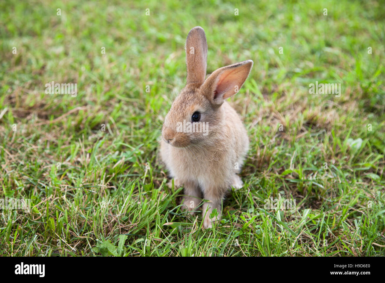 Bunny rabbit on the grass Stock Photo - Alamy