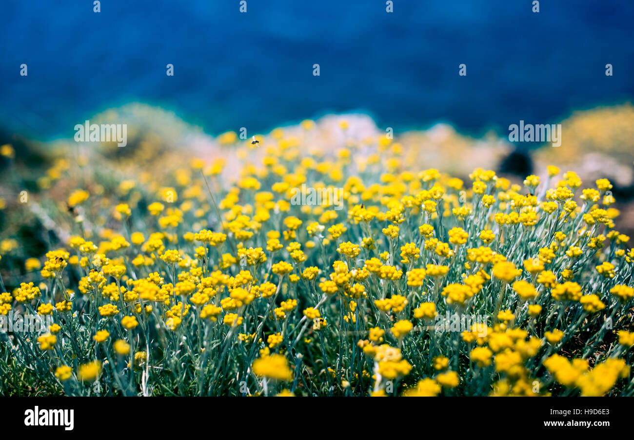 Beautiful yellow flowers along the shore line in Kefalonia, Greece ...