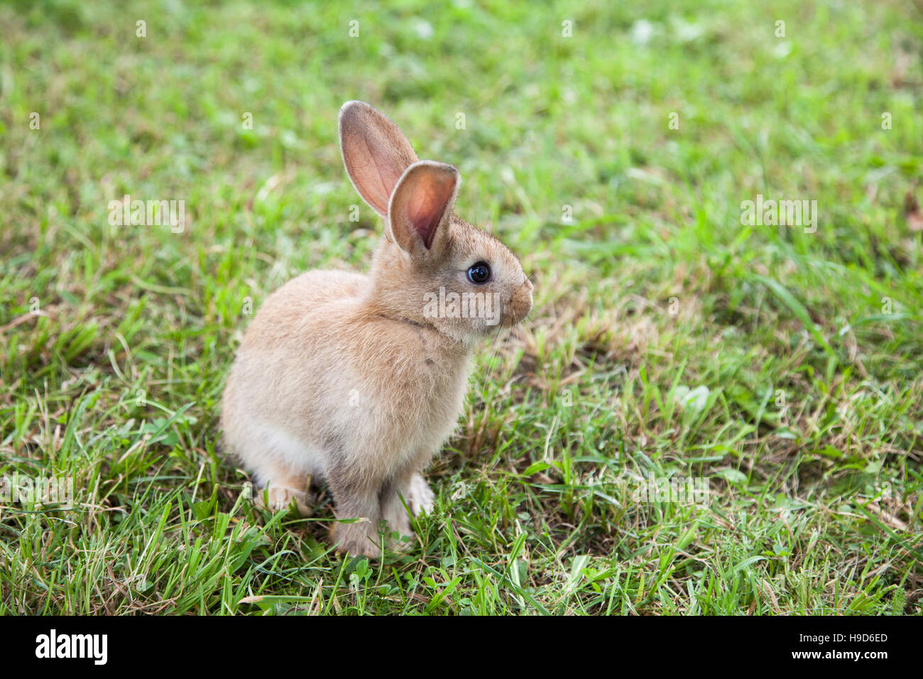 Bunny rabbit on the grass Stock Photo - Alamy