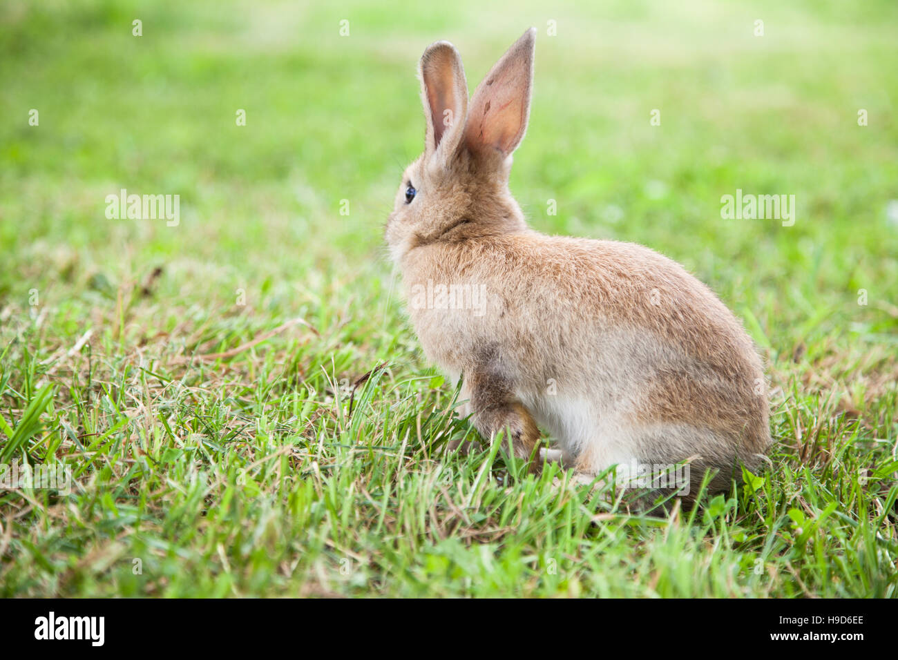 Bunny rabbit on the grass Stock Photo - Alamy
