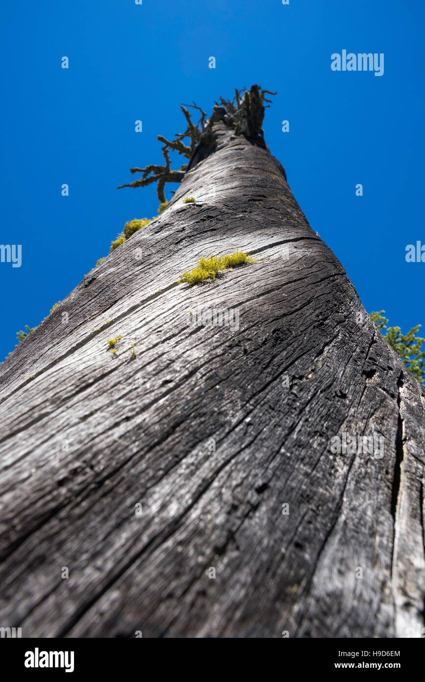 Twisted tree trunk hi-res stock photography and images - Alamy