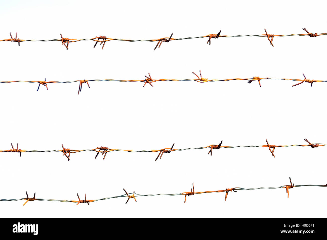 Barbed wire in white background Stock Photo - Alamy