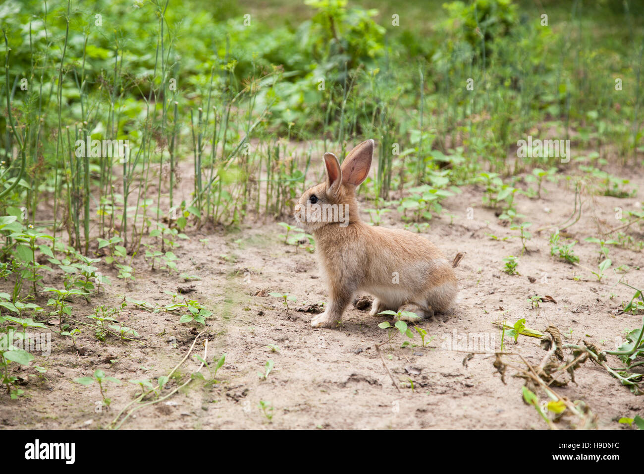 Bunny rabbit on the grass Stock Photo - Alamy