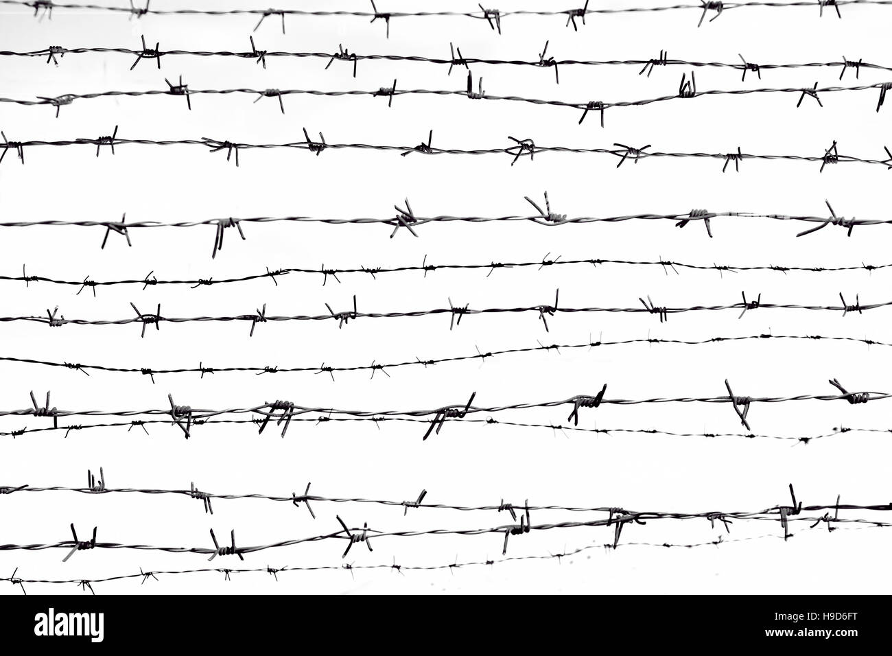 Barbed wire in white background Stock Photo - Alamy
