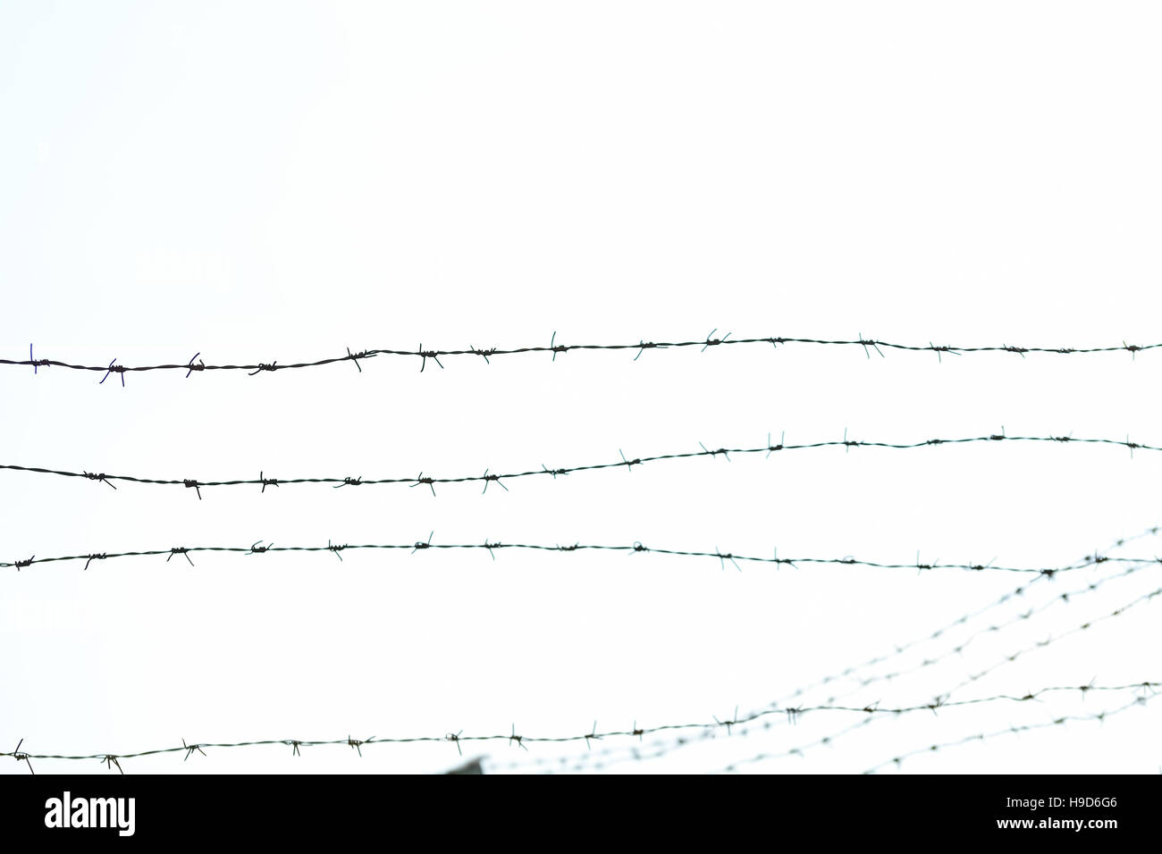 Barbed wire in white background Stock Photo - Alamy