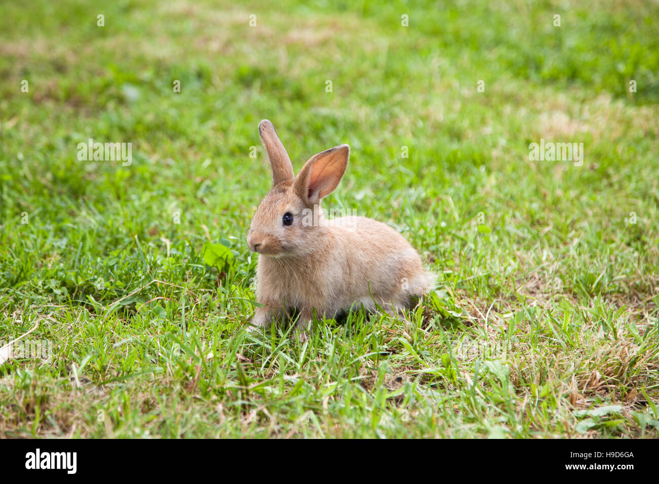 Bunny rabbit on the grass Stock Photo - Alamy