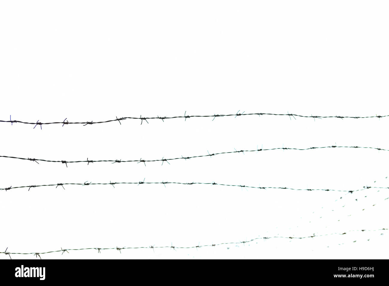 Barbed wire in white background Stock Photo - Alamy