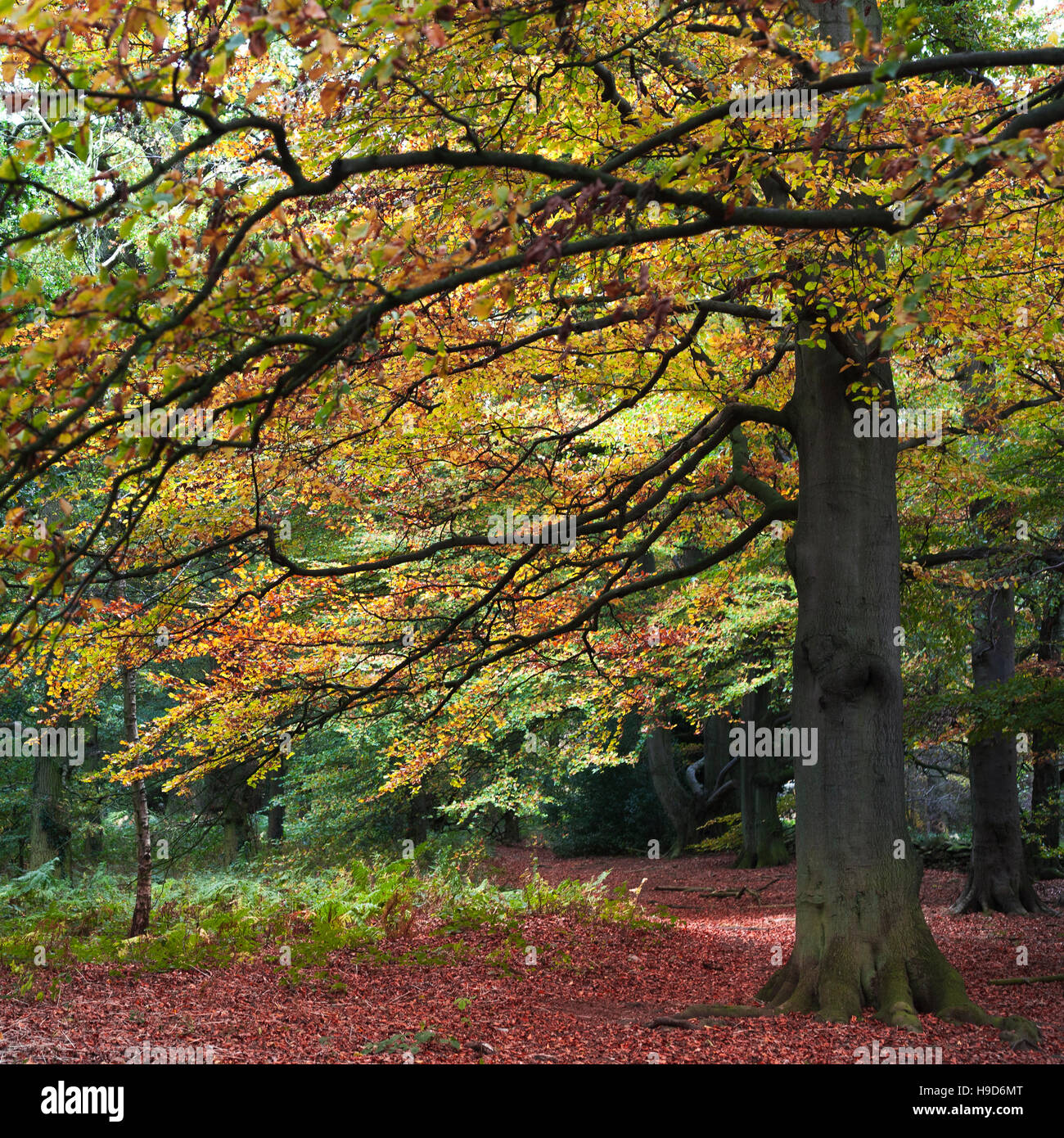 Orange autumn tree surrounded by red fallen leaves, Beacon Hill ...