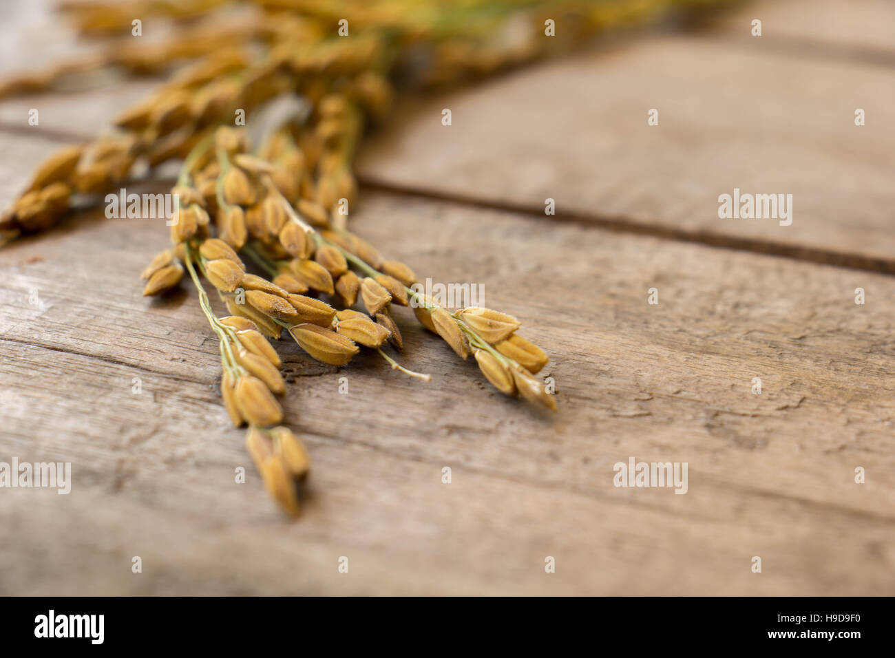 the Paddy rice on wooden table. ear rice, close up Stock Photo - Alamy