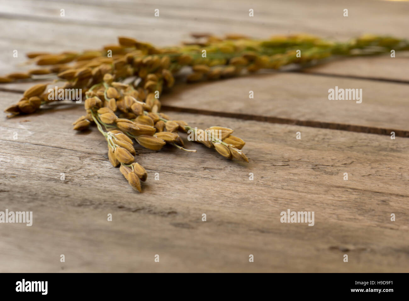the Paddy rice on wooden table. ear rice, close up Stock Photo - Alamy