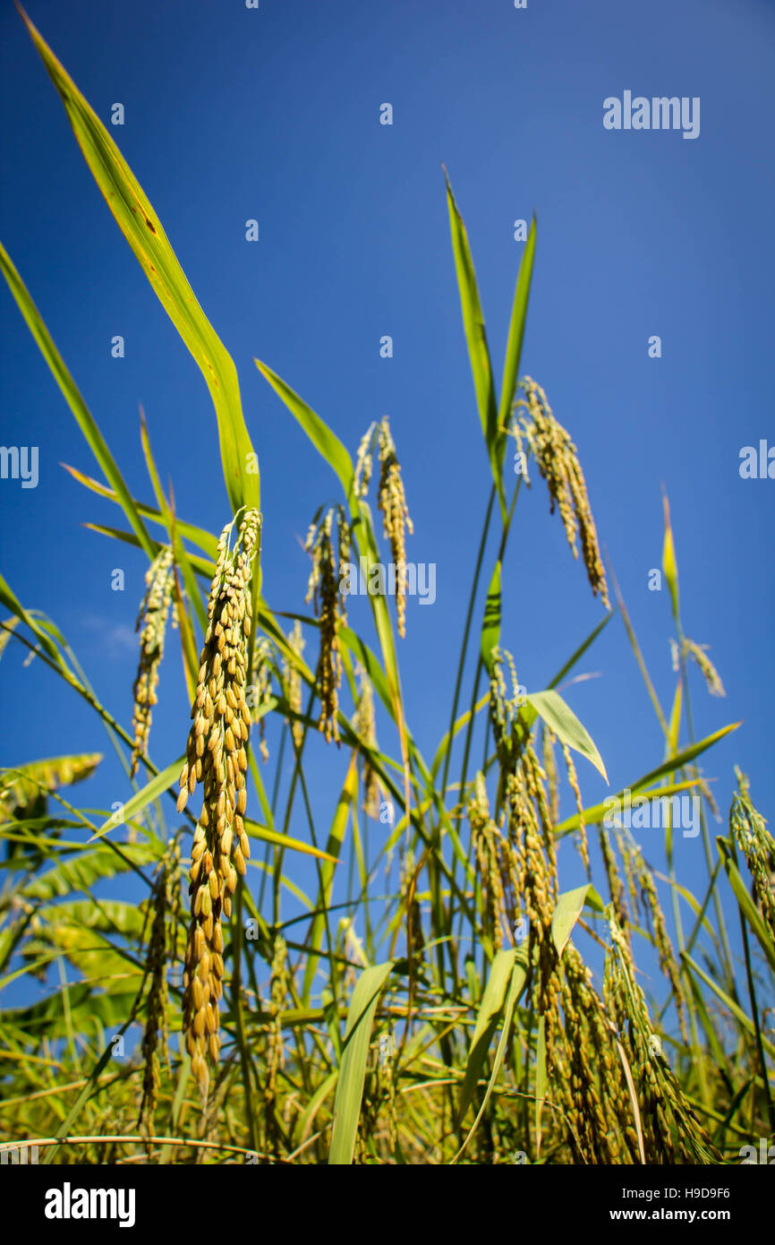 Rice field with blue sky Stock Photo - Alamy