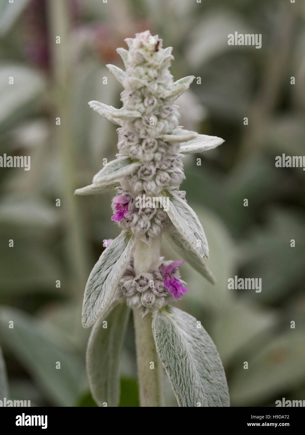 Stachys lanata hi-res stock photography and images - Alamy