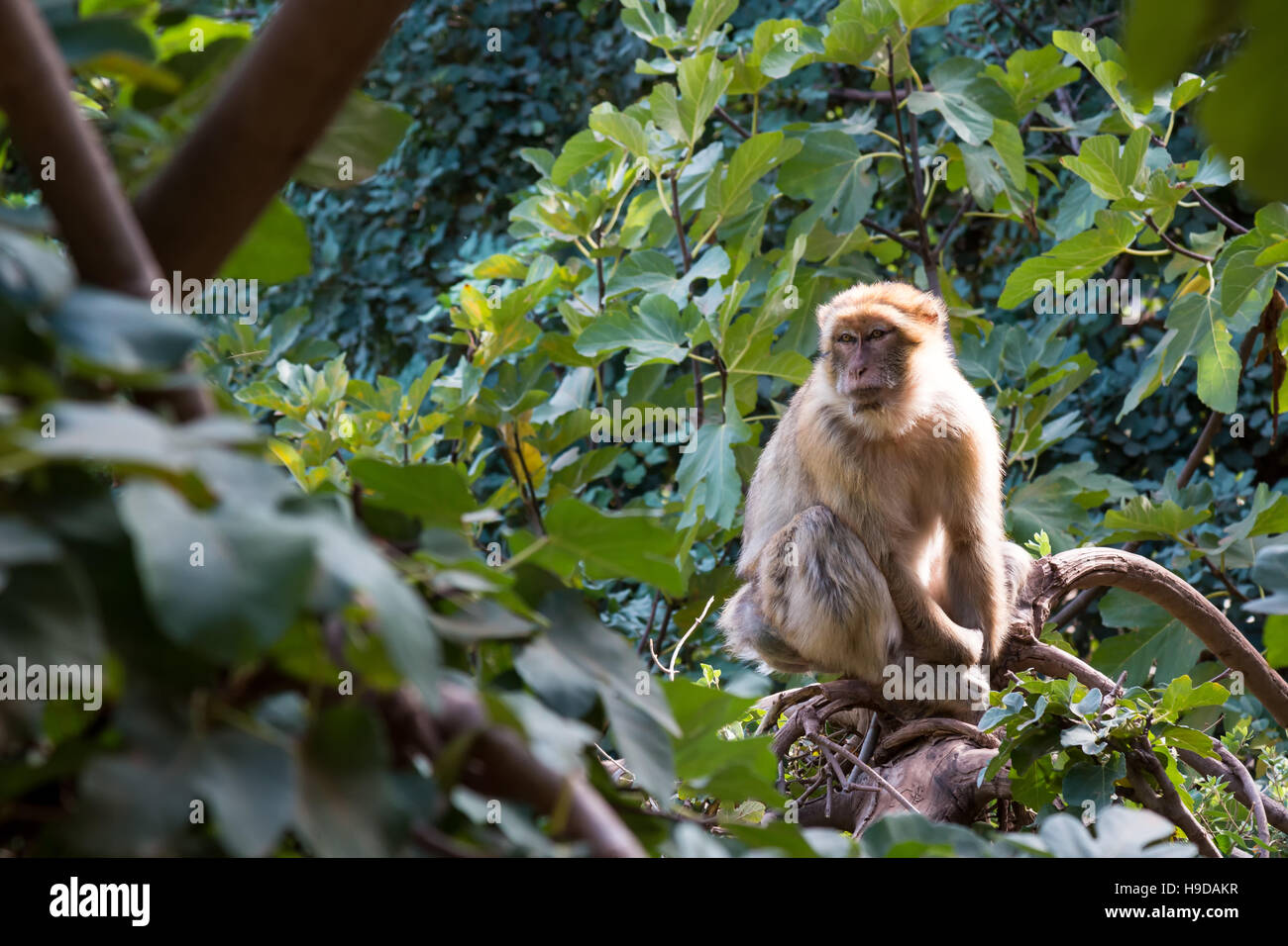 Monkey living in the free nature, sitting in the treetop and enjoying ...