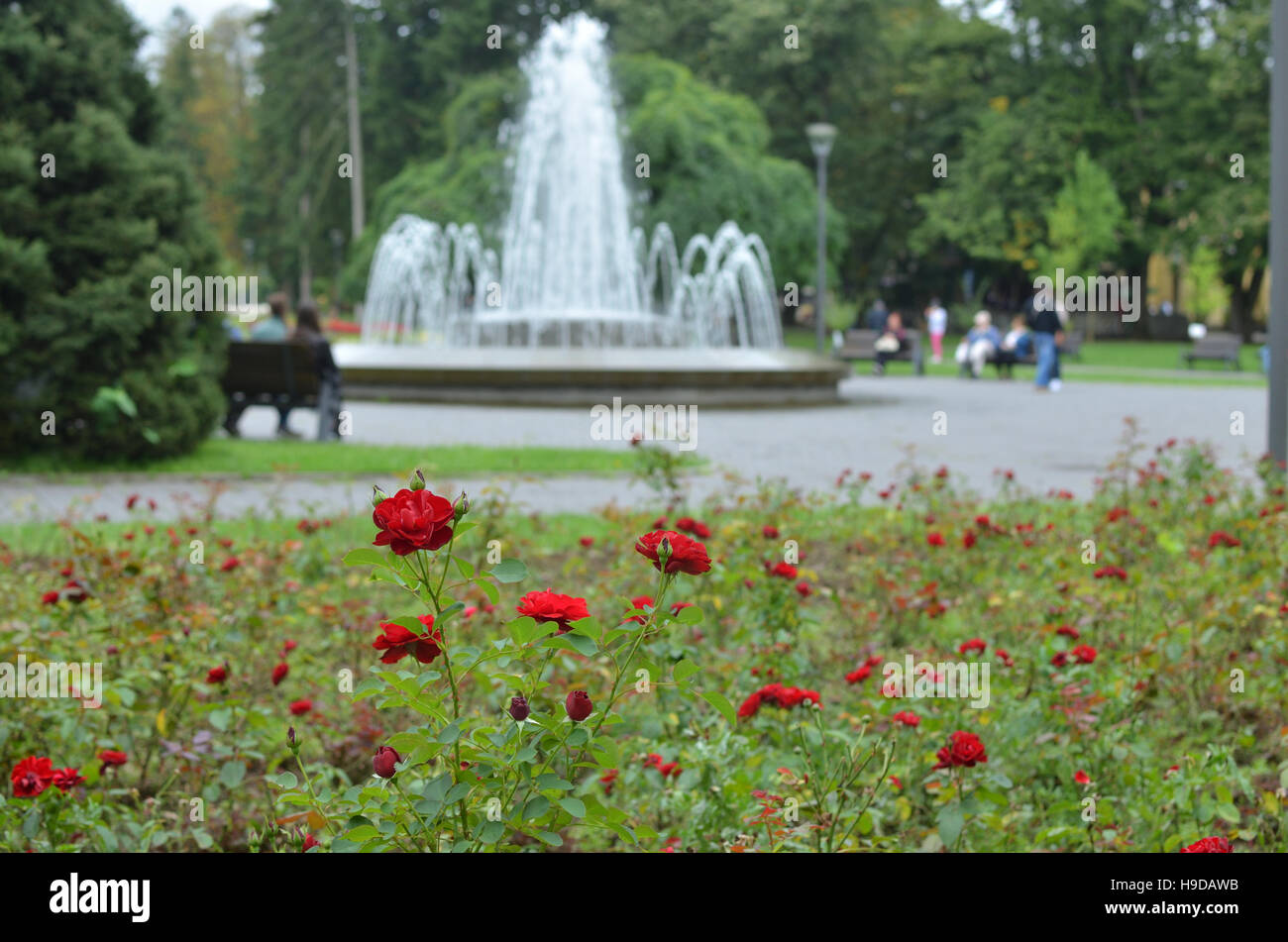 Seedlings of red roses in a park with fountain and people in background ...