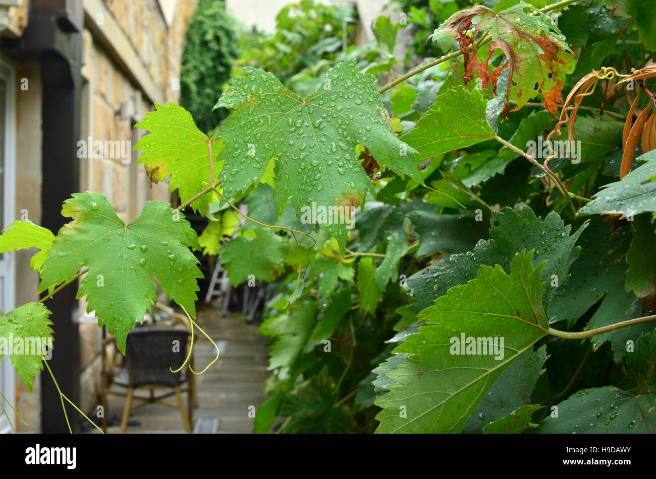 Vine leaves with dew drops hi-res stock photography and images - Alamy