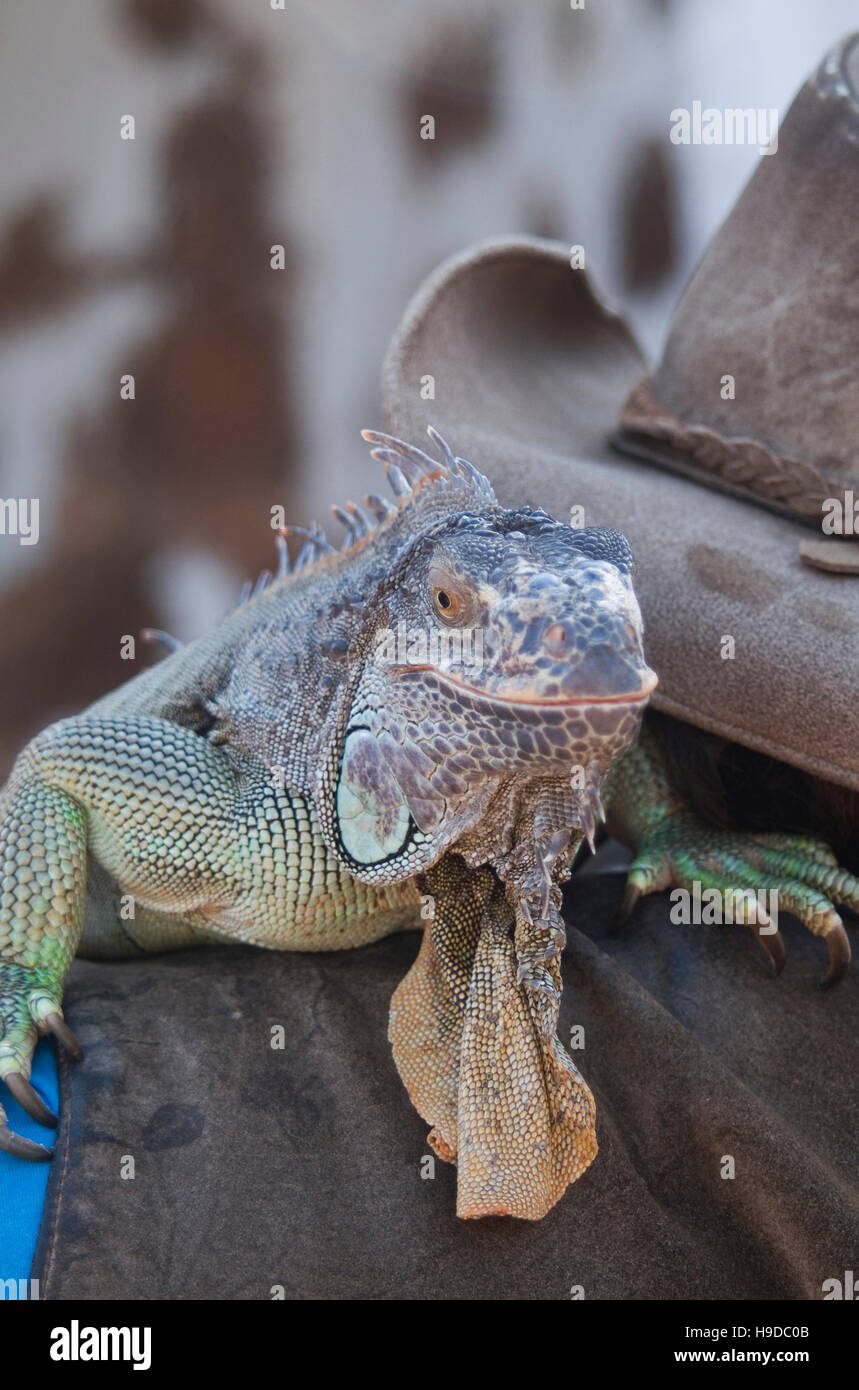 An iguana lizard sits on a man's shoulders in Malacca (Melaka ...