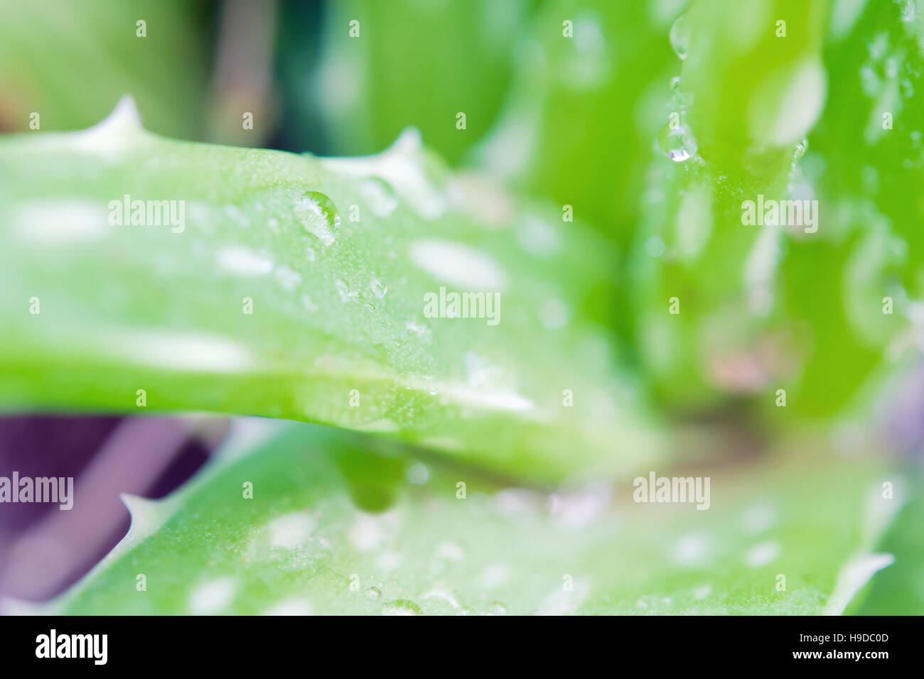 Aloe Vera (Also called as Aloe barbadensis Mill., Star cactus, Aloe ...