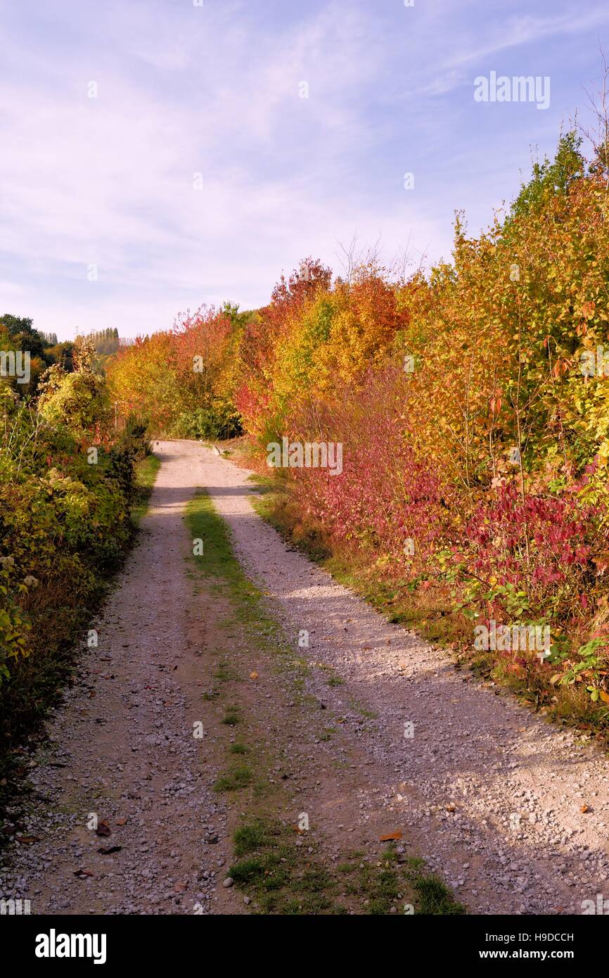 Shrubs and trees hi-res stock photography and images - Alamy