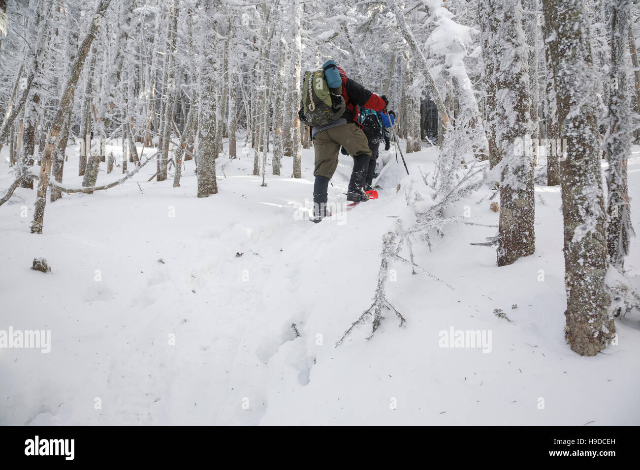 Hiking on North Carter Trail in the White Mountains, New Hampshire ...