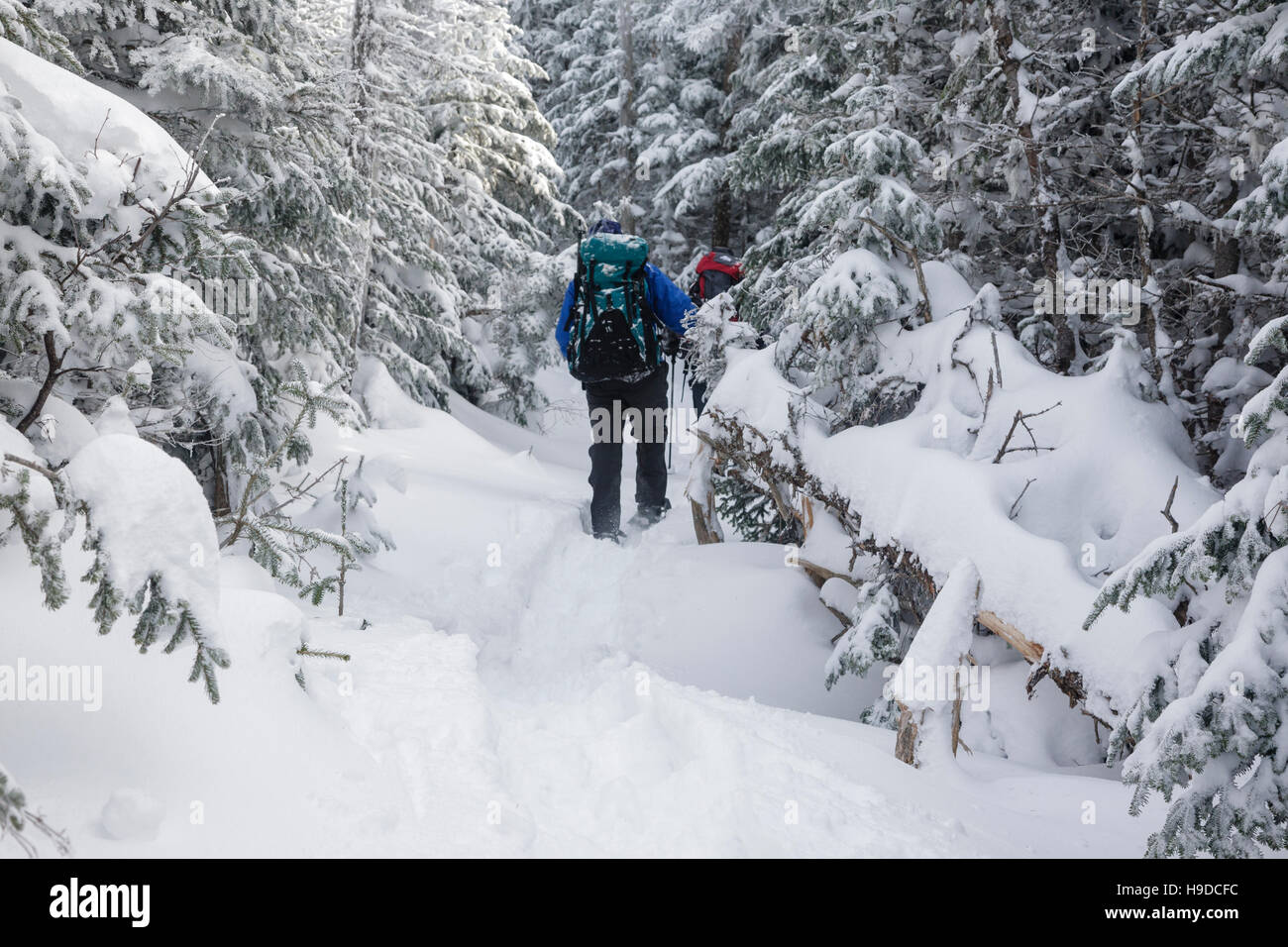 Hiking on North Carter Trail in the White Mountains, New Hampshire ...