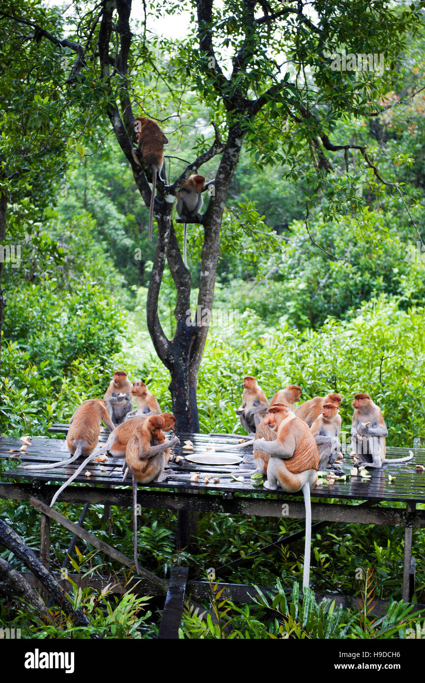 Proboscis Monkeys at the Labuk Bay monkey sanctuary in Sabah, West ...