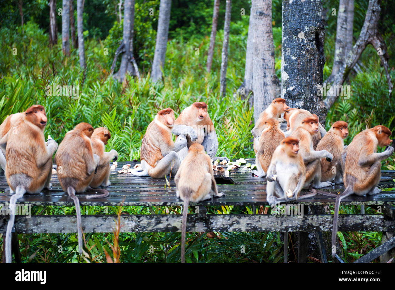 Proboscis Monkeys at the Labuk Bay monkey sanctuary in Sabah, West ...