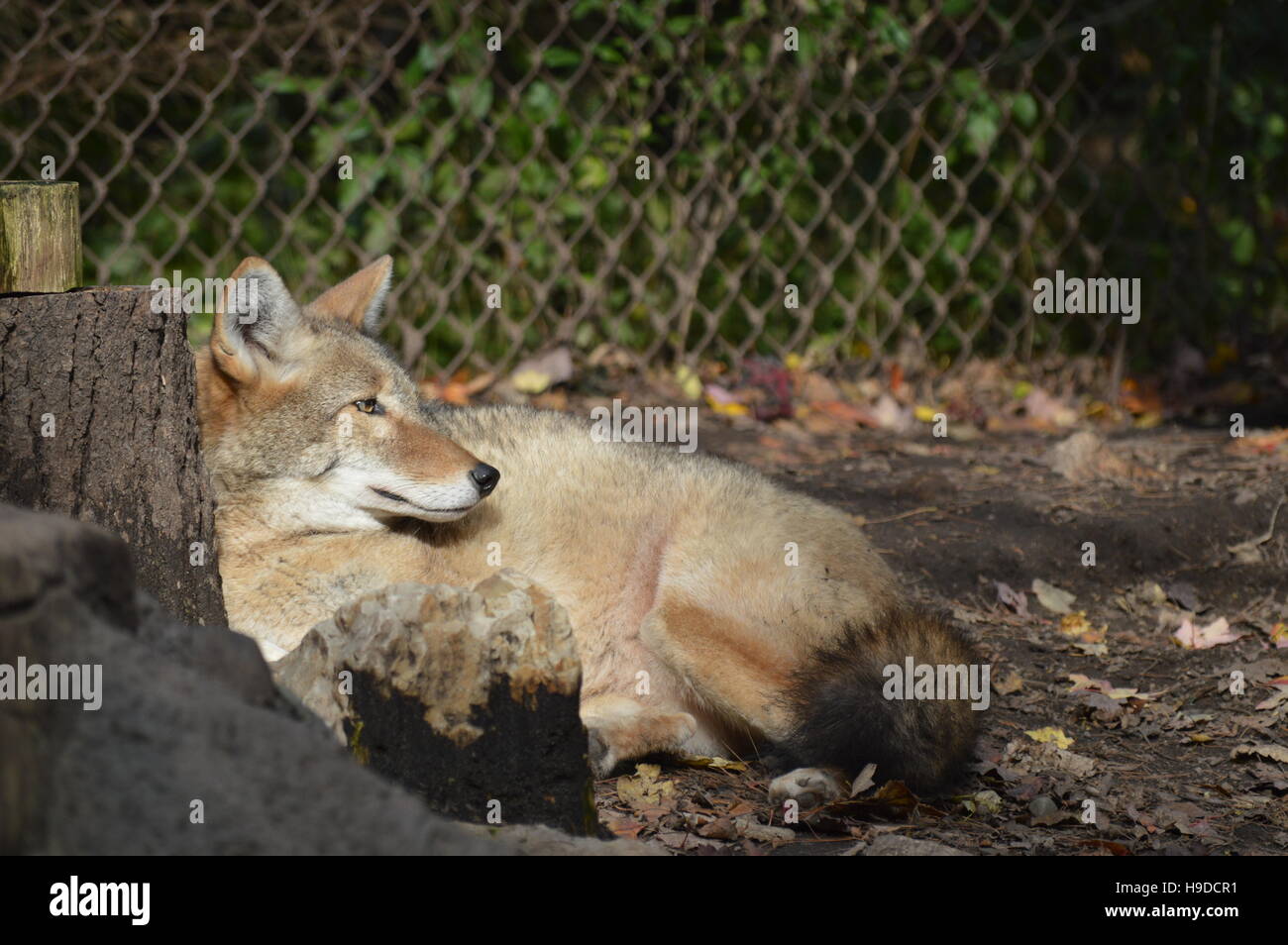 Coyote curled hi-res stock photography and images - Alamy