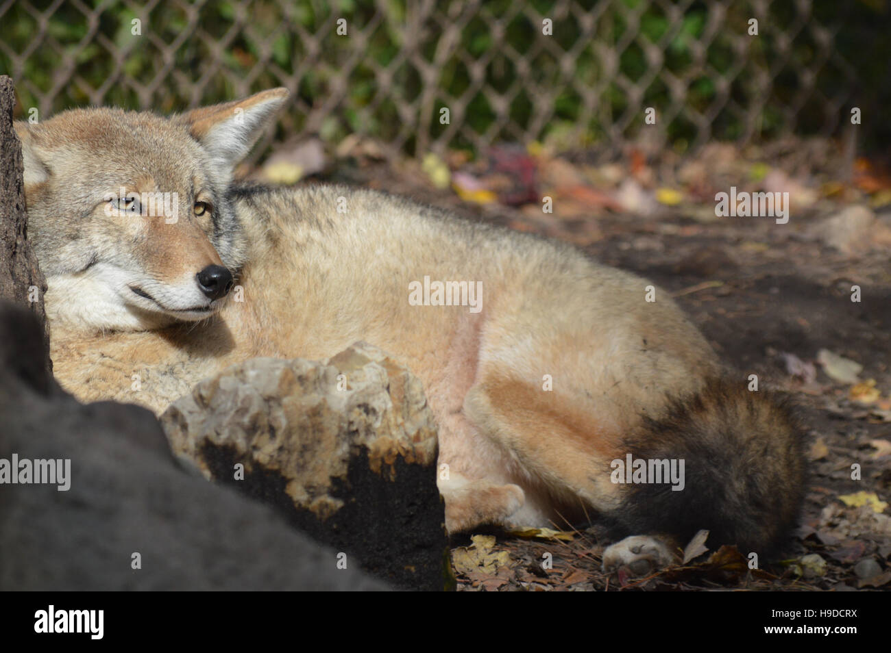 Coyote curled hi-res stock photography and images - Alamy