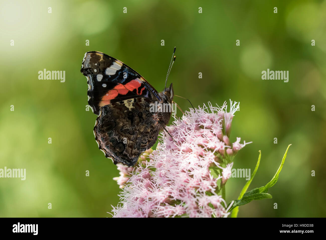 Red Admiral butterfly, Vanessa atalanta, feeding on white flowers Stock ...