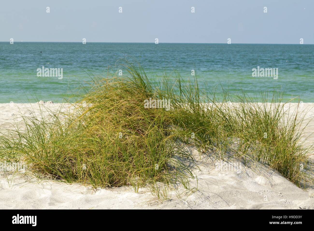 Tall grass on sand hi-res stock photography and images - Alamy