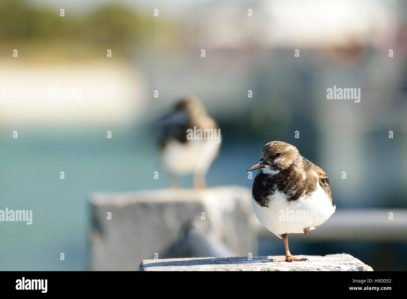 Shore bird resting on a cement pillar at fishing pier Stock Photo - Alamy