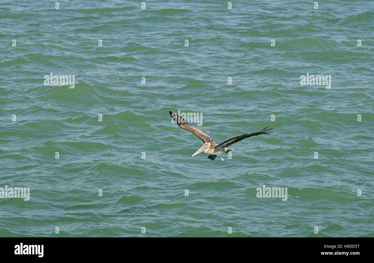 Birds flying over gulf mexico hi-res stock photography and images - Alamy