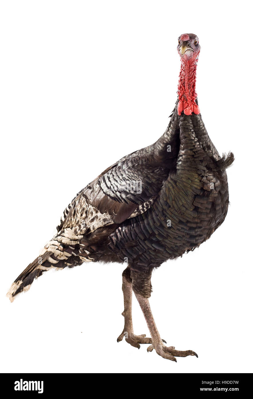 Sologne Black Turkey Stock Photo - Alamy