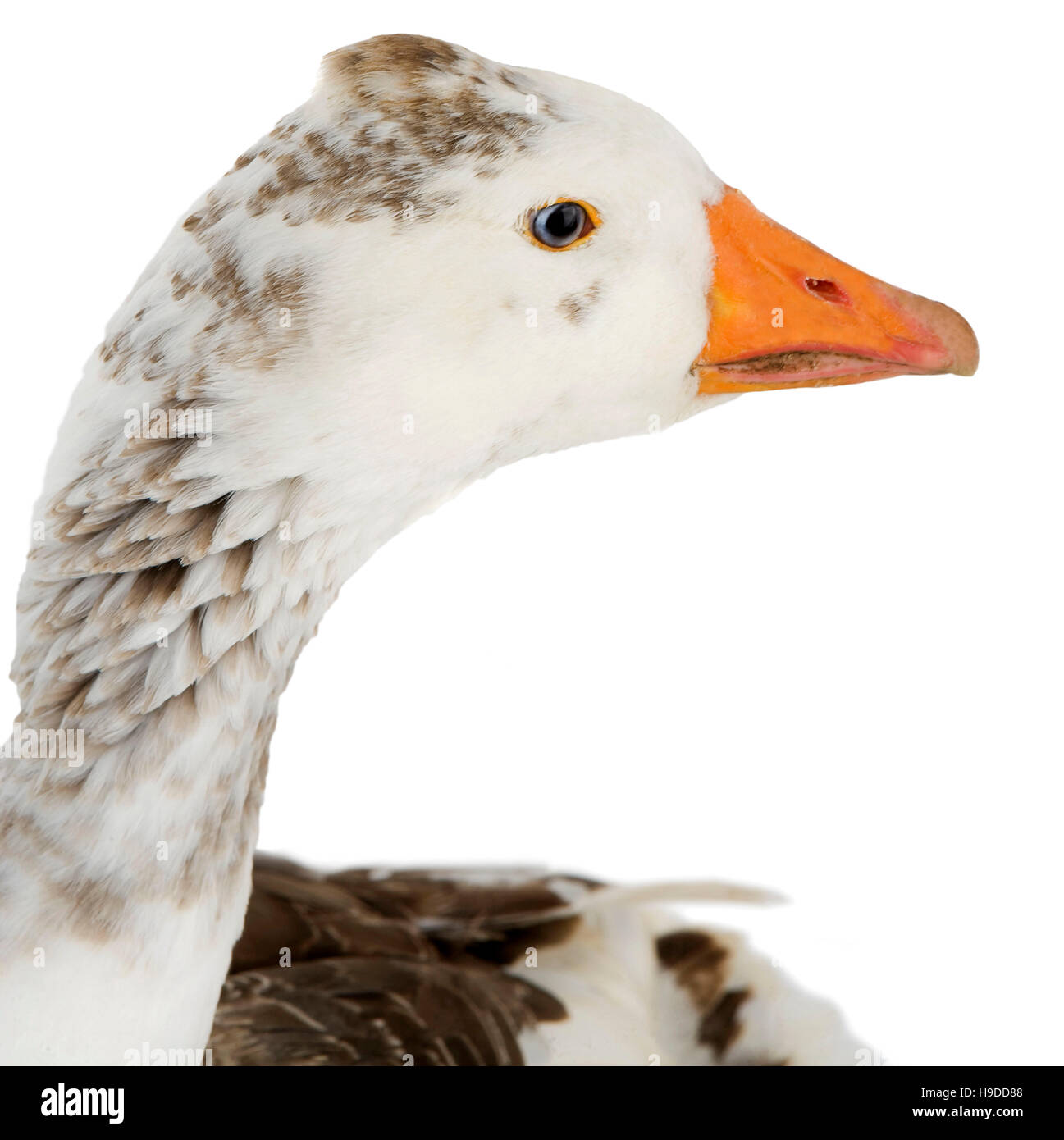 Goose breed hi-res stock photography and images - Alamy