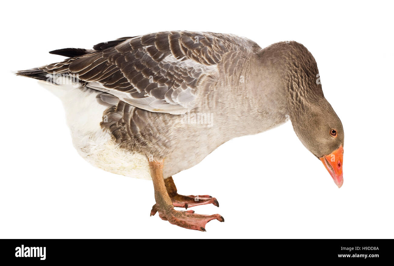 Force feeding geese hi-res stock photography and images - Alamy