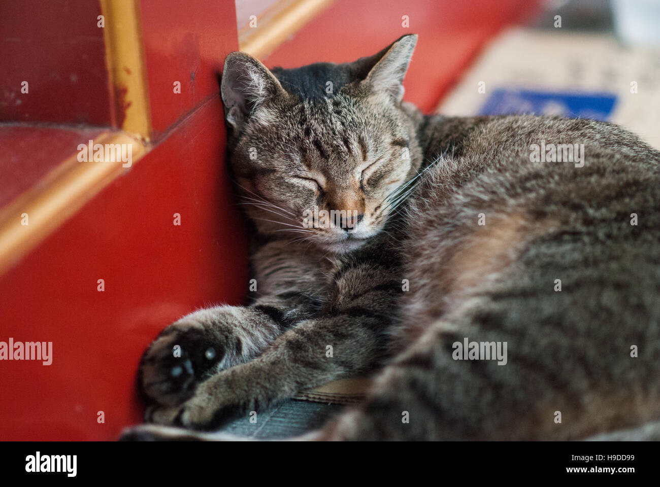 Stray tabby cat sleeping on the streets of Chinatown, Singapore Stock ...