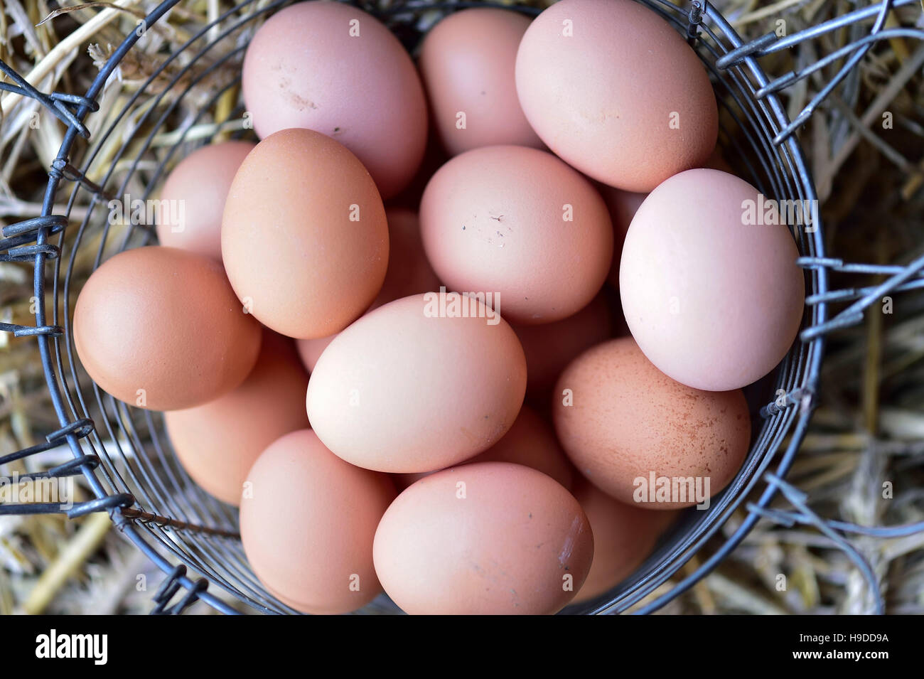 France eggs farm hi-res stock photography and images - Alamy