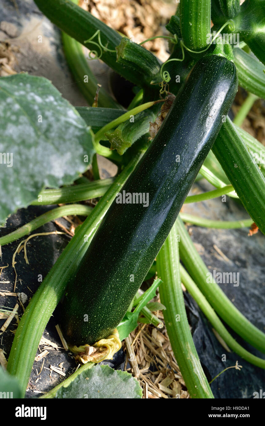 Food nourishment hi-res stock photography and images - Alamy