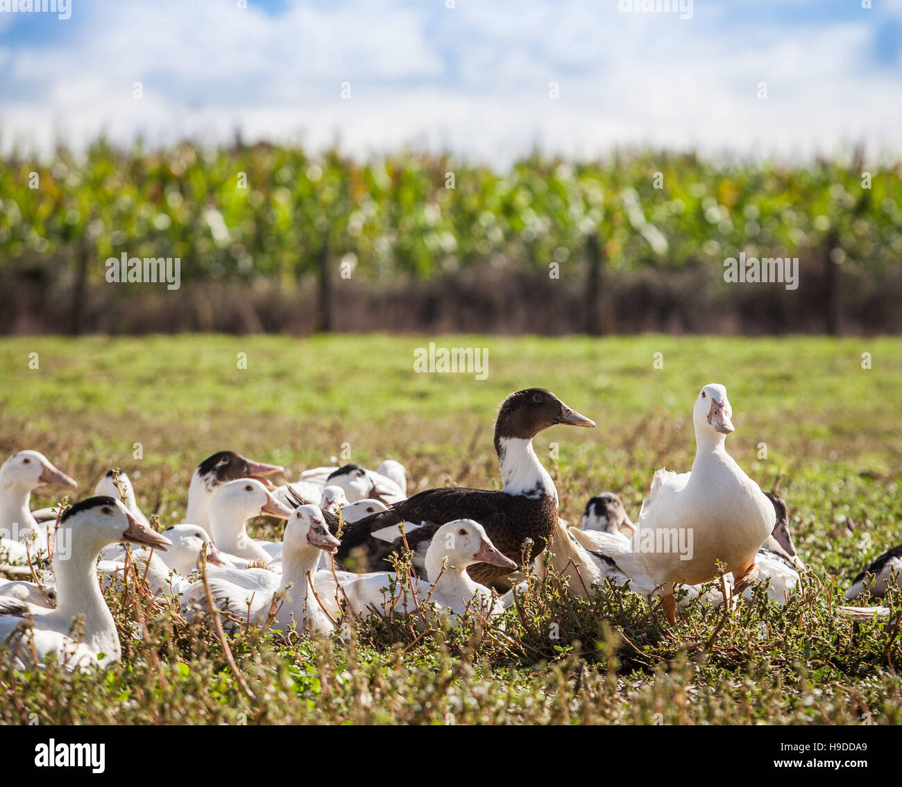 Free range ducks hi-res stock photography and images - Alamy