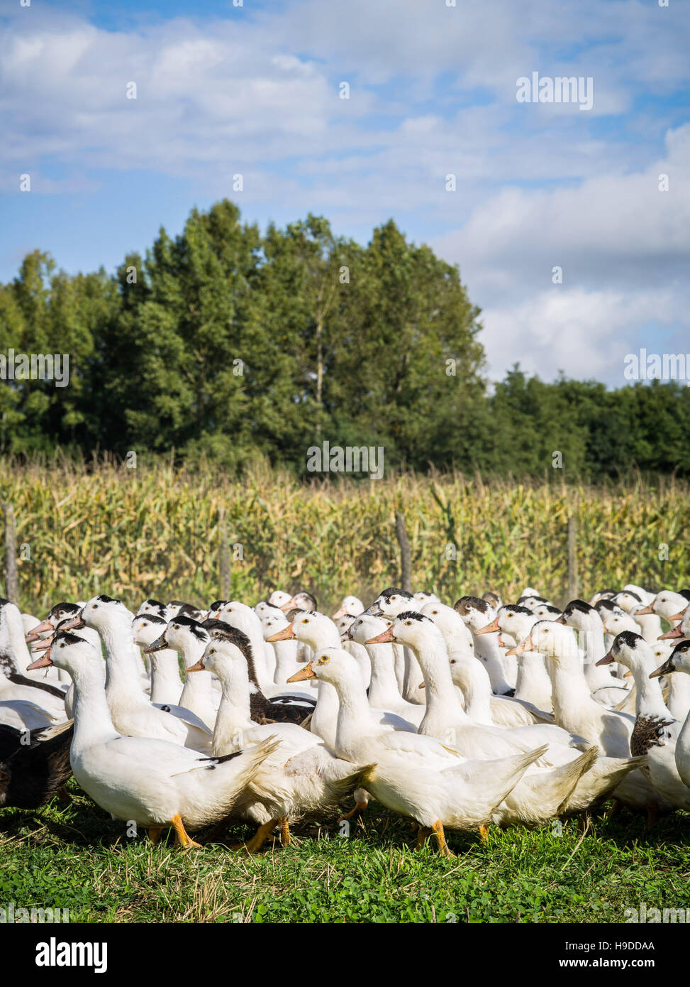 Ducks raised for foie gras in the Landes department (south-western ...