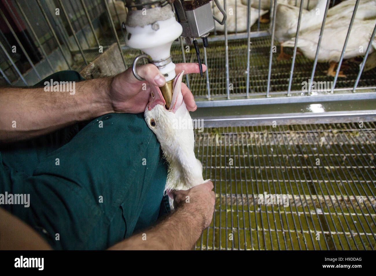 Force feeding women hi-res stock photography and images - Alamy